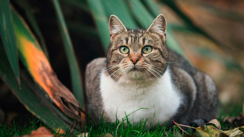 Cuidado de los gatos domésticos - RINCON DE LOS GATOS