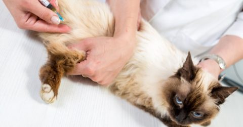 Infecciones virales de los gatos y sus curas - RINCON DE LOS GATOS