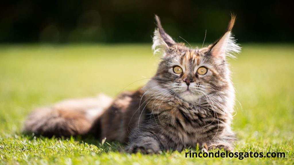 "El majestuoso Maine Coon: Un vistazo a la imponente raza de gatos"
